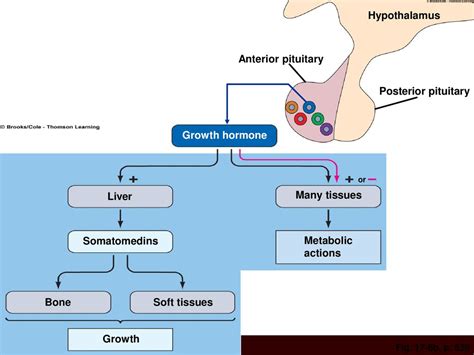 The Endocrine System Chapter Ppt Download