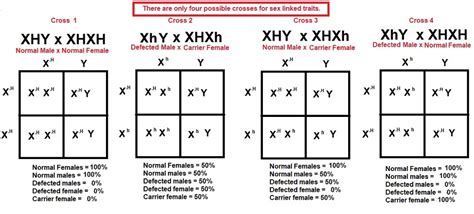 sex linked crosses diagram quizlet