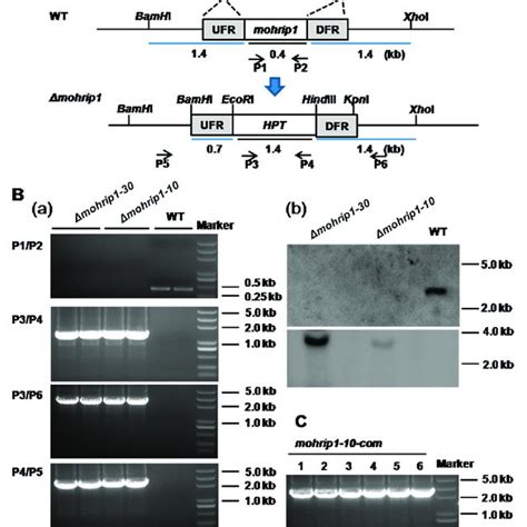 Construction And Confirmation Of Mohrip1 Deletion And Complementation
