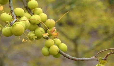 農村常見的5種「野果子」，我賭十包辣條，全吃過的都是爺爺輩了 每日頭條