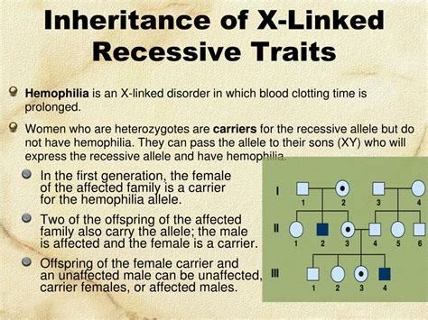 Ppt Linked Genes Sex Linkage And Pedigrees Powerpoint Presentation