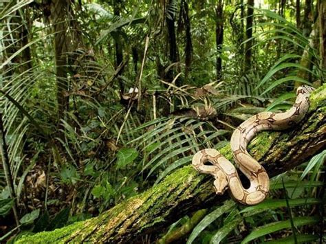 Ancaman Punahnya Keragaman Hayati Hutan Kalimantan