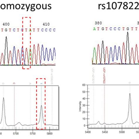 Experiment Steps In Genotyping Using Massarray System A