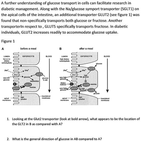 Solved Further Understanding Of Glucose Transport In Cells Can