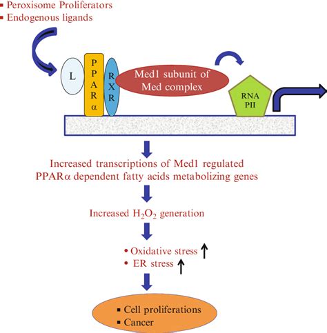 3 A Schematic Depicting Ppar Activation By Peroxisome Proliferators