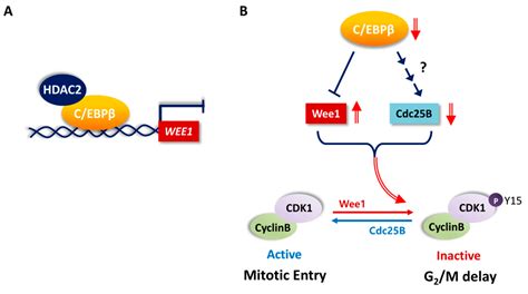 Cells Free Full Text C Ebpβ Is A Transcriptional Regulator Of Wee1