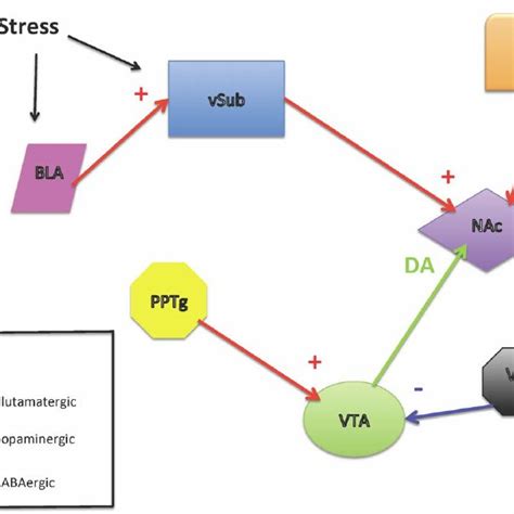 The Phasic Burst Firing Activity Of Da Neurons In The Vta Is Induced By