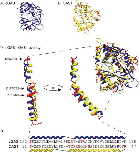 Structurally Related Cgas And Oas1 Proteins Share Positions Under