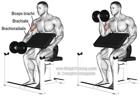 Dumbbell Preacher Curl An Isolation Pull Exercise Main Muscles Worked