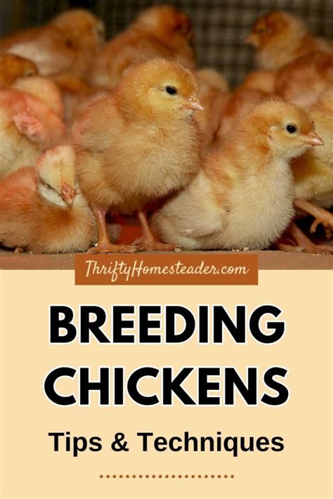 Breeding Chickens Tips And Techniques For Success