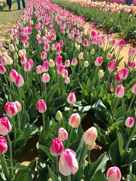 Texas Tulips Pilot Point Texas