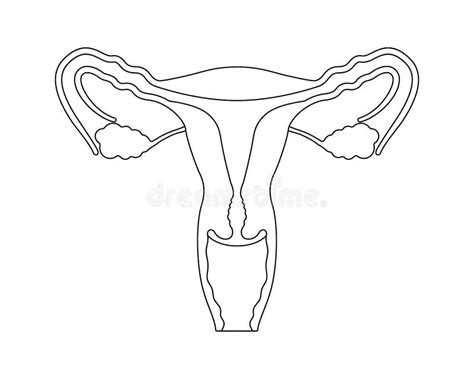 Female Reproductive System In Line Style Anatomically Correct Female