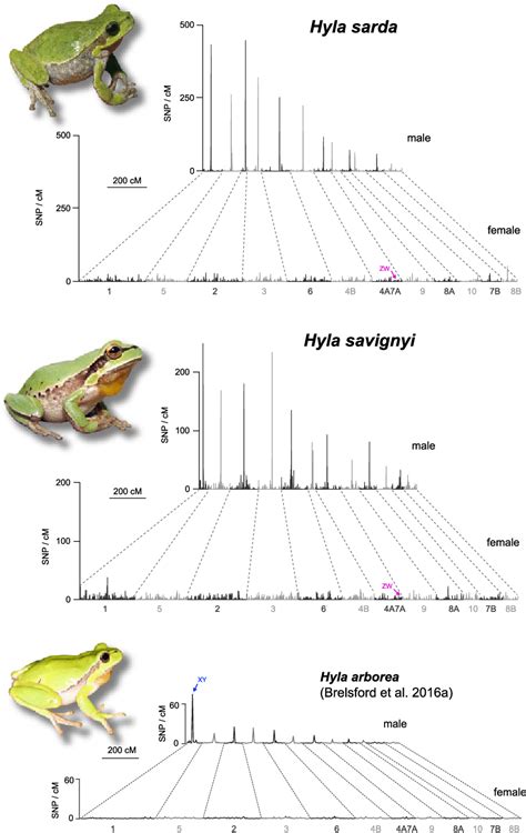Figure 1 From When Sex Chromosomes Recombine Only In The Heterogametic
