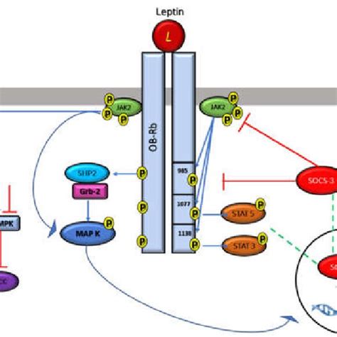 Multiple Leptin Signaling Pathways Leptin Binding To Its Receptor
