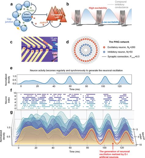 the demonstration of neuronal oscillations with the artificial e i