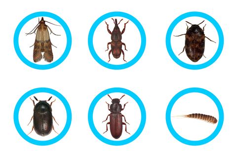 Types Of Home Pests