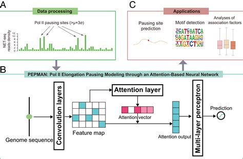 a machine learning based framework for modeling transcription