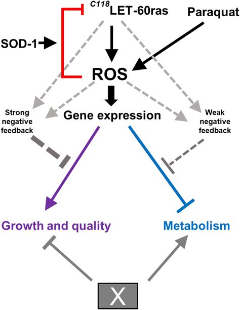 A Model Of How Rdrs Affects Gene Expression Ros Generated By Pq Acts