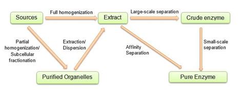 Enzyme Expression And Purification