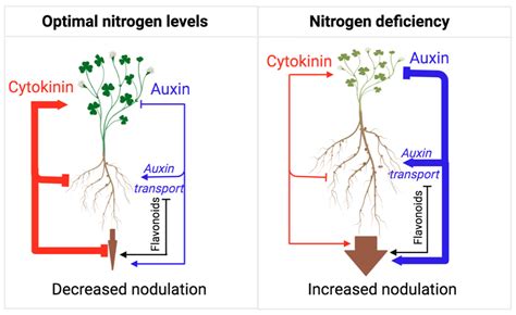 Flavonoid Auxin Cytokinin Link And Symbiosis Encyclopedia Mdpi