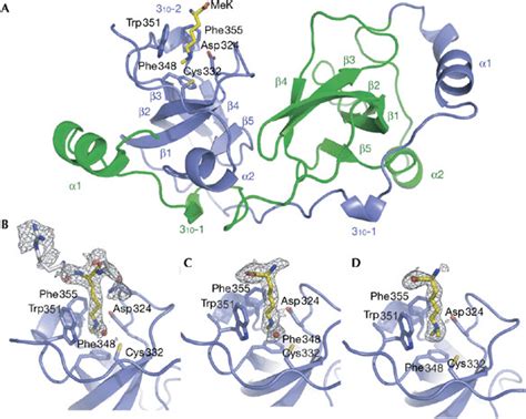 Structure Of The Scm Mbt Repeat Domain A Amino And Carboxy Terminal