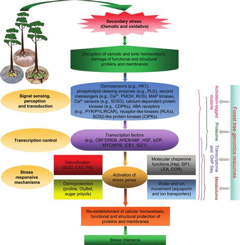 Overall Model Of Abiotic Stress Responses Primary Stresses Such As