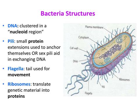 Ppt Classification Of Bacteria Powerpoint Presentation Free Download