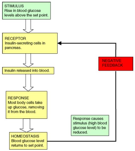 homeostasis and regulation in the human body ‹ opencurriculum