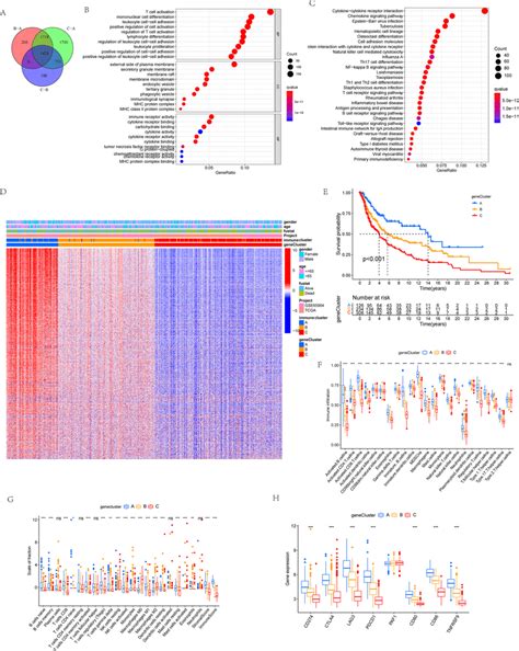 Construction Of Immune Related Gene Signatures And Identification Of