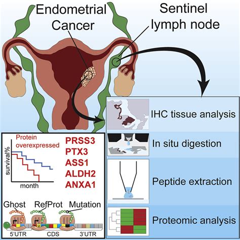 In Depth Proteomics Analysis Of Sentinel Lymph Nodes From Individuals