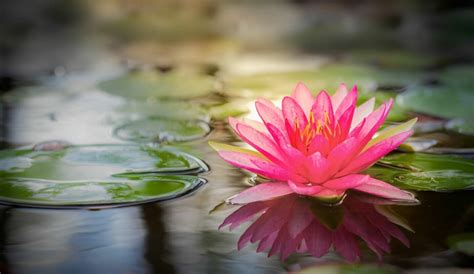 Lotus Flower Meaning And Symbolism Mythologian