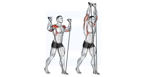Dumbbell Arnold Press Guide Benefits And Form