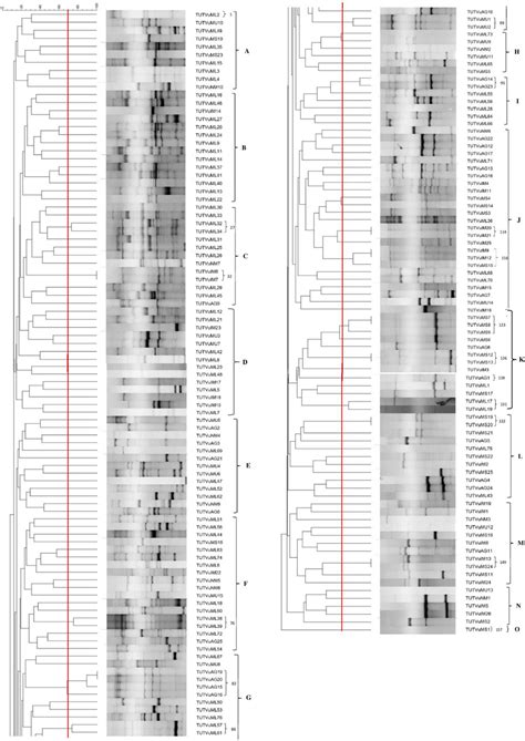 Dendrogram Constructed From The Eric Pcr Fingerprints Of 175