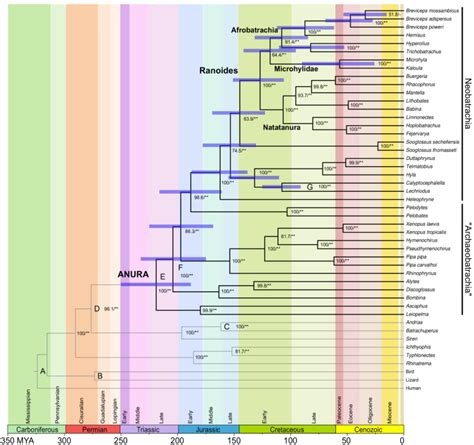 Time Tree Of Anurans A Phylogenetic Tree Reflecting The Divergence