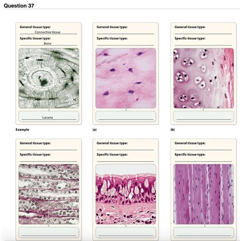 Connective Tissue Types Examples And Functions