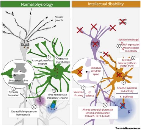 Astrocytes