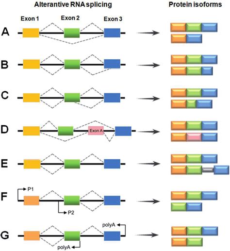 Schematic Representation Of Different Types Of Alternative Splicing [16