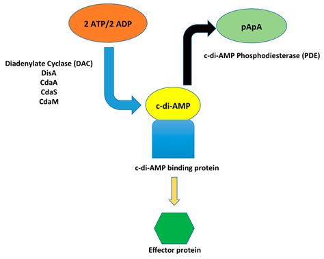 Genes Free Full Text C Di Amp An Essential Molecule In The