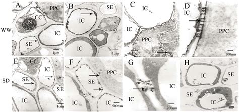 Transmission Electron Micrographs Showing The Localization Of Atpase