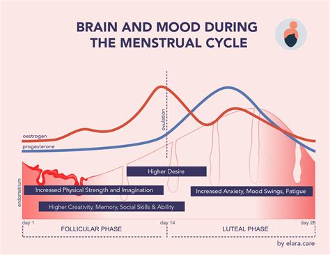 Brain And Mood During The Menstrual Cycle R Pmdd