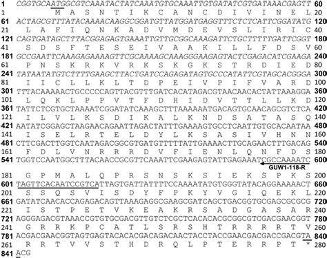 frontiers characterization of the first w specific protein coding