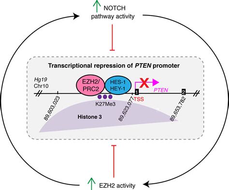 Model Of Transcriptional Repression Of Pten The Notch And Prc2 Ezh2