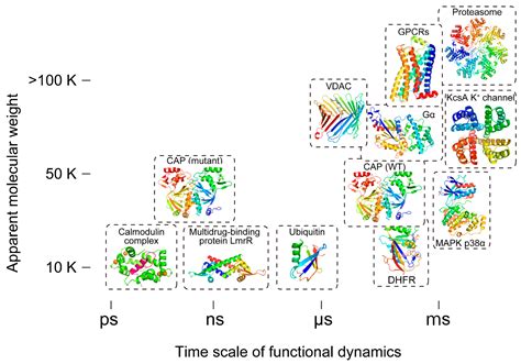 Ijms Free Full Text Spotlight On The Ballet Of Proteins The