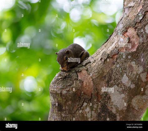 Singapur Flora Und Fauna Fotos Und Bildmaterial In Hoher Auflösung