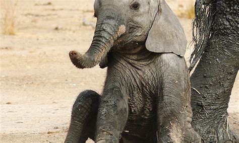 free online course sex from molecules to elephants from coursera