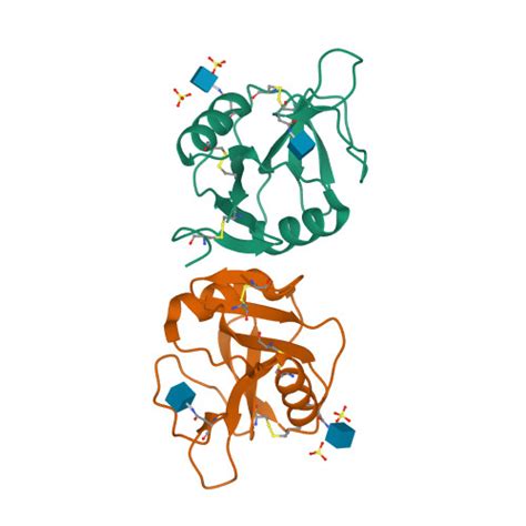 Rcsb Pdb 5mgt Complex Of Human Nkr P1 And Llt1 In Deglycosylated Forms