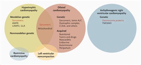 Inherited Cardiomyopathies Nejm