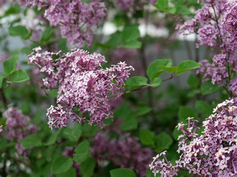What Is A Dwarf Lilac Tree Types Of Dwarf Lilacs For The Landscape