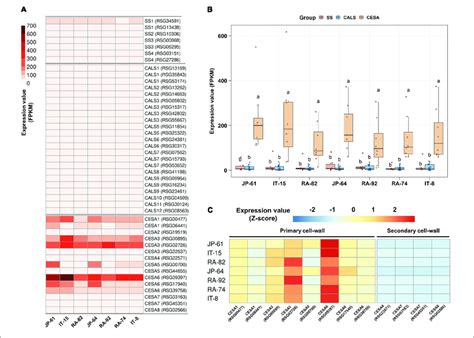 Expression Analysis Of Starch And Cell Wall Synthesis Related Genes