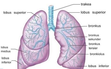 Sistem Pernapasan Manusia Organ Penyusun Fungsi Dan Gambarnya